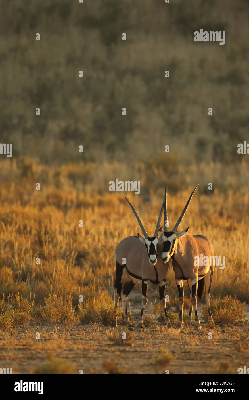 A pair of gemsbok (oryx) in the Kgalagadi Transfrontier National Park ...