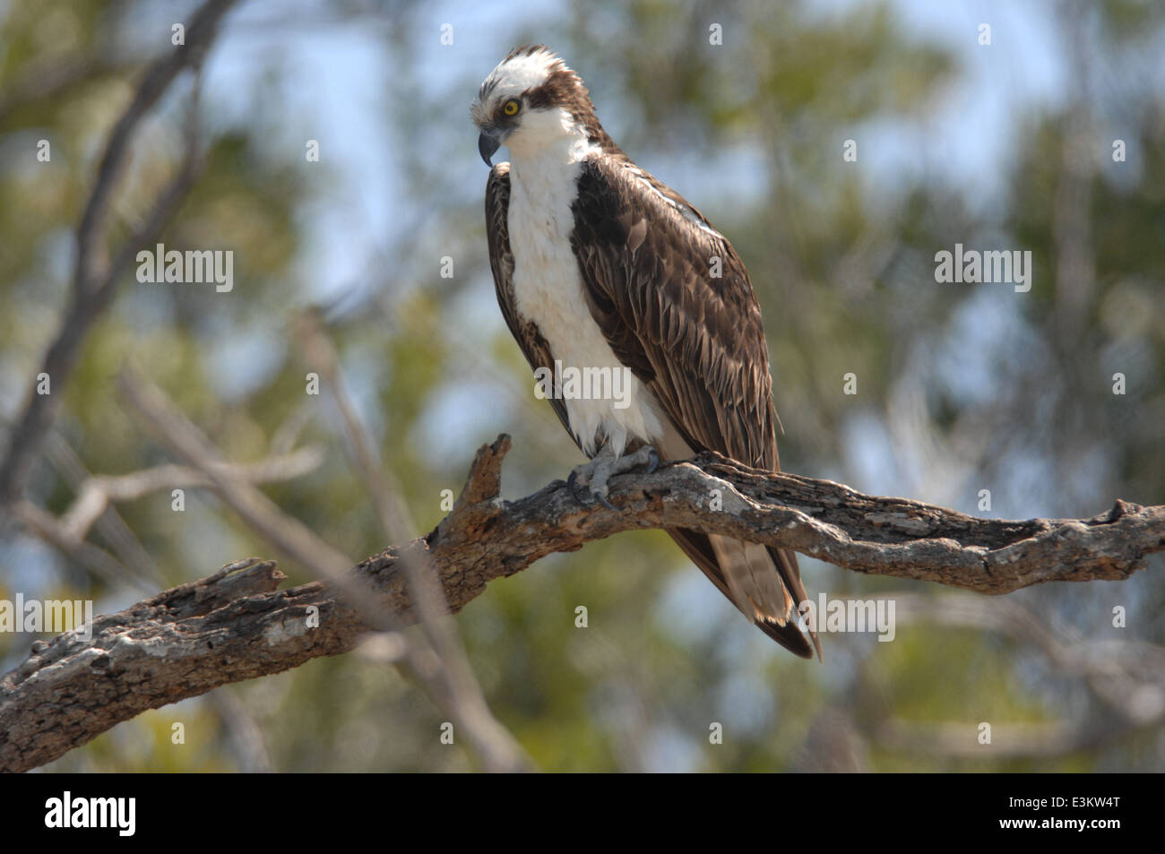 Osprey in hi-res stock photography and images - Alamy