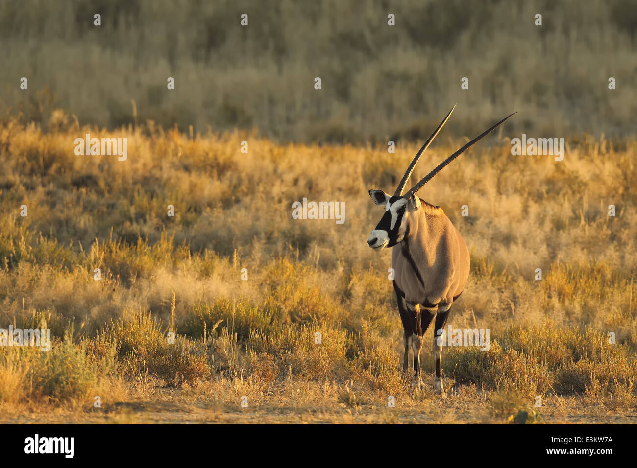 A gemsbok in the Kgalagadi Transfrontier National Park, South Africa ...