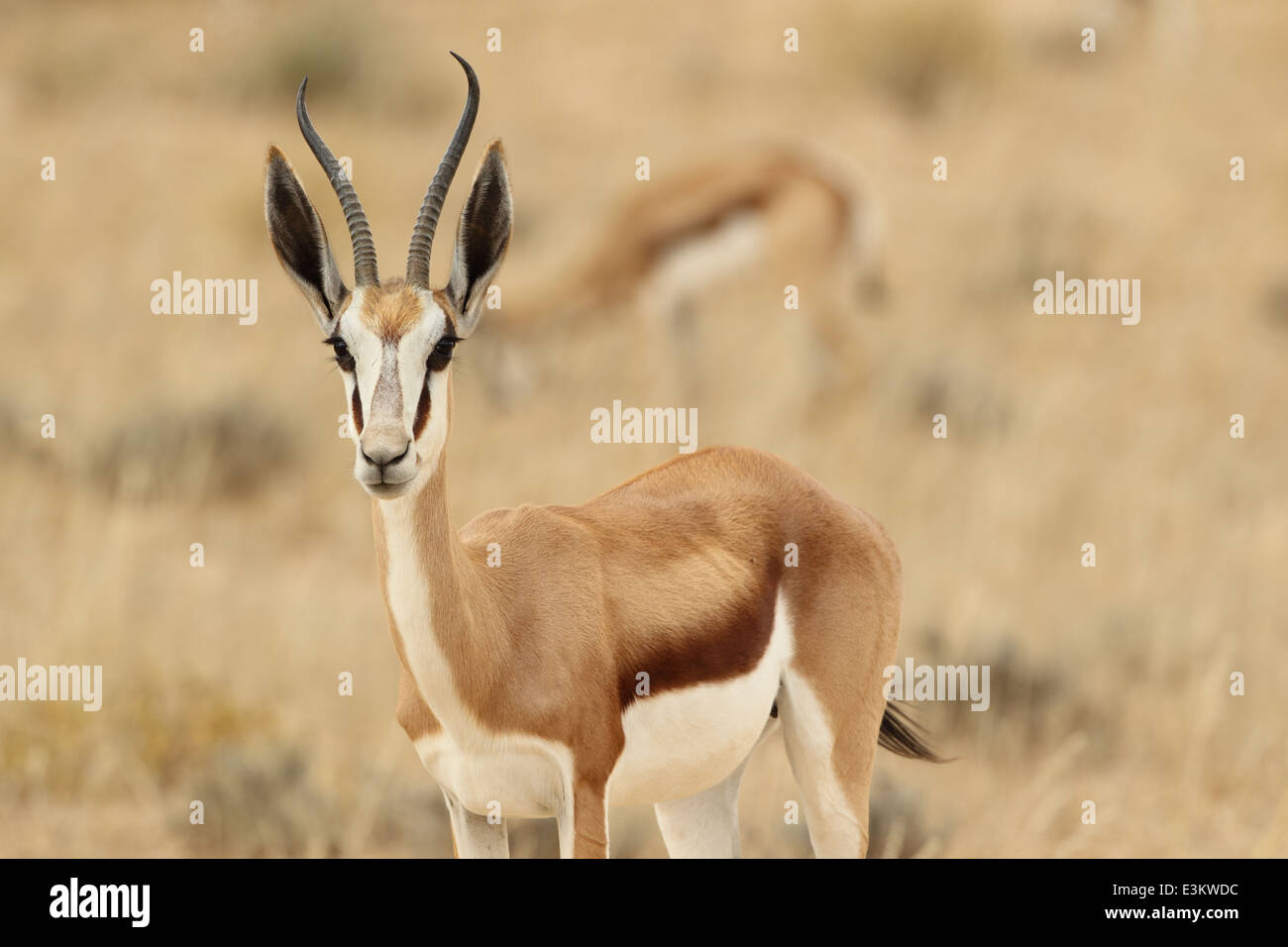 A springbok ram Stock Photo - Alamy