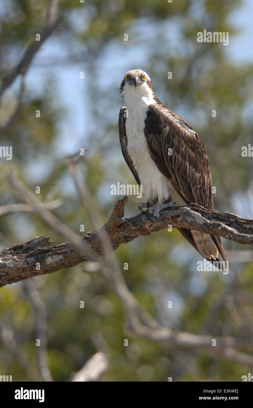 Osprey in tree Stock Photo - Alamy