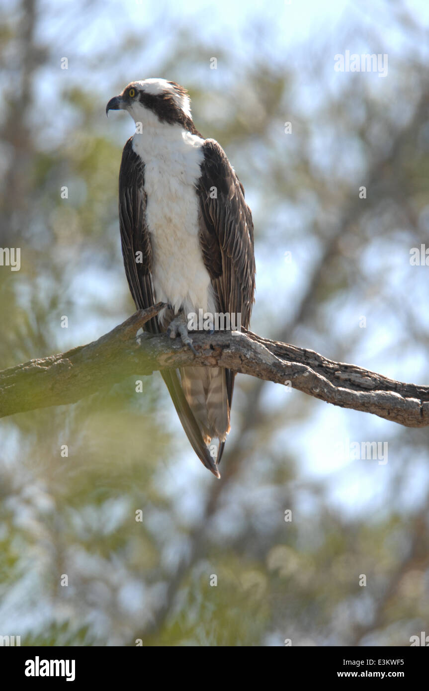 Osprey in hi-res stock photography and images - Alamy