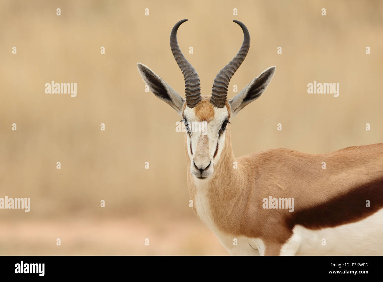 A springbok ram Stock Photo - Alamy