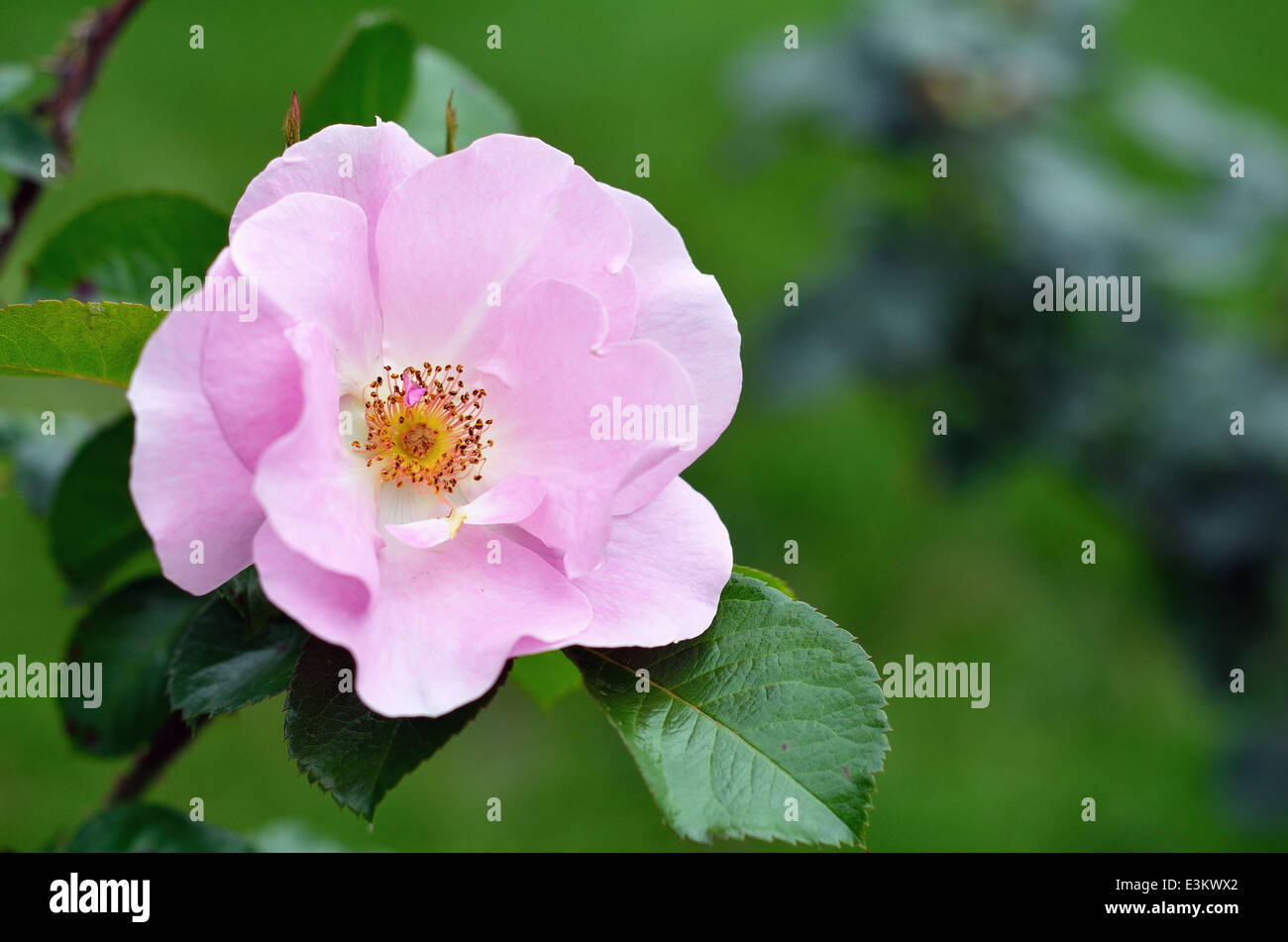 Wild rose bush hi-res stock photography and images - Alamy