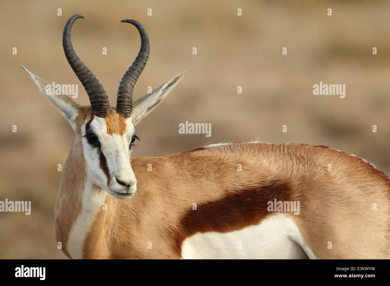 Springbok pronking hi-res stock photography and images - Alamy