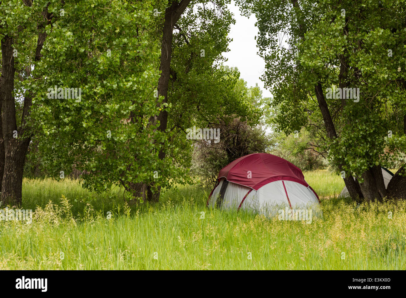 Tent camping at state park in Denver, Colorado Stock Photo - Alamy