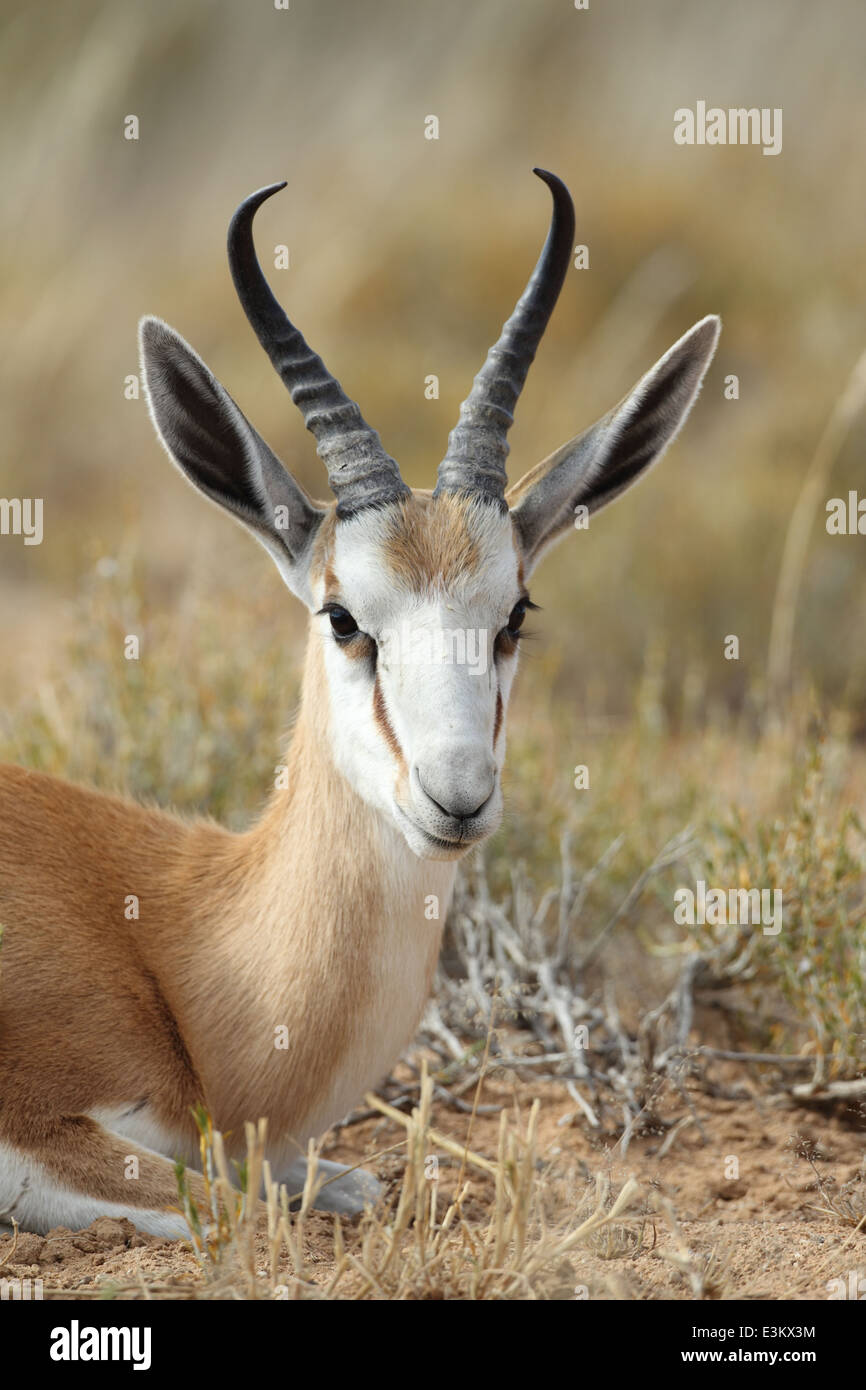 A springbok ram at rest Stock Photo - Alamy