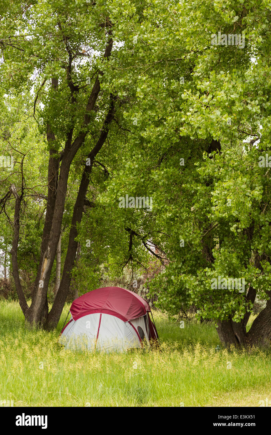 Tent camping at state park in Denver, Colorado Stock Photo - Alamy