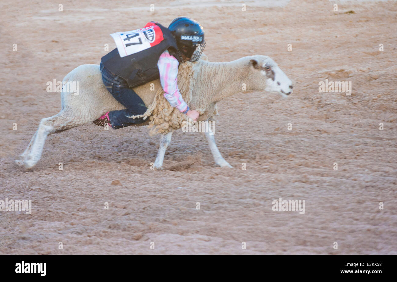 A boy riding on a sheep during a Mutton Busting contest at the ...