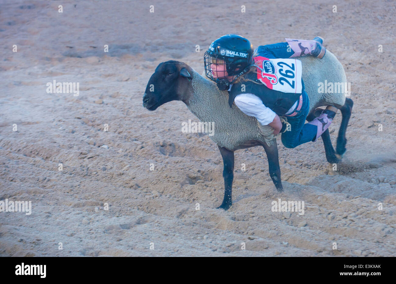 Mutton busting competition hi-res stock photography and images - Alamy