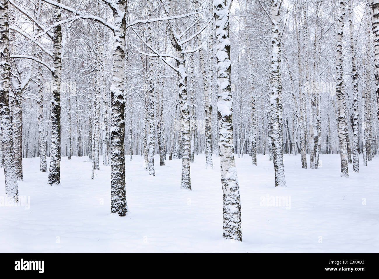 View of beautiful winter birch wood Stock Photo - Alamy