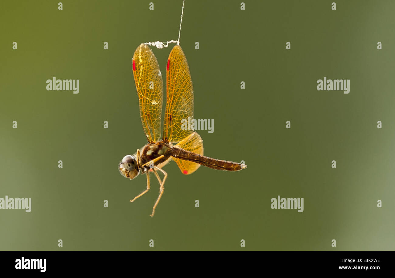 Vernon, Alabama, USA. 23rd June, 2014. A small dragonfly struggles to ...