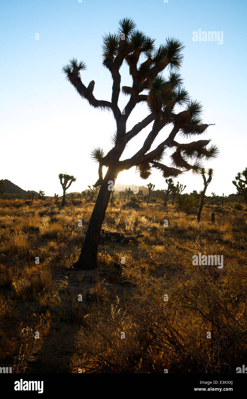 Joshua trees on the valley floor in California's Joshua Tree National ...