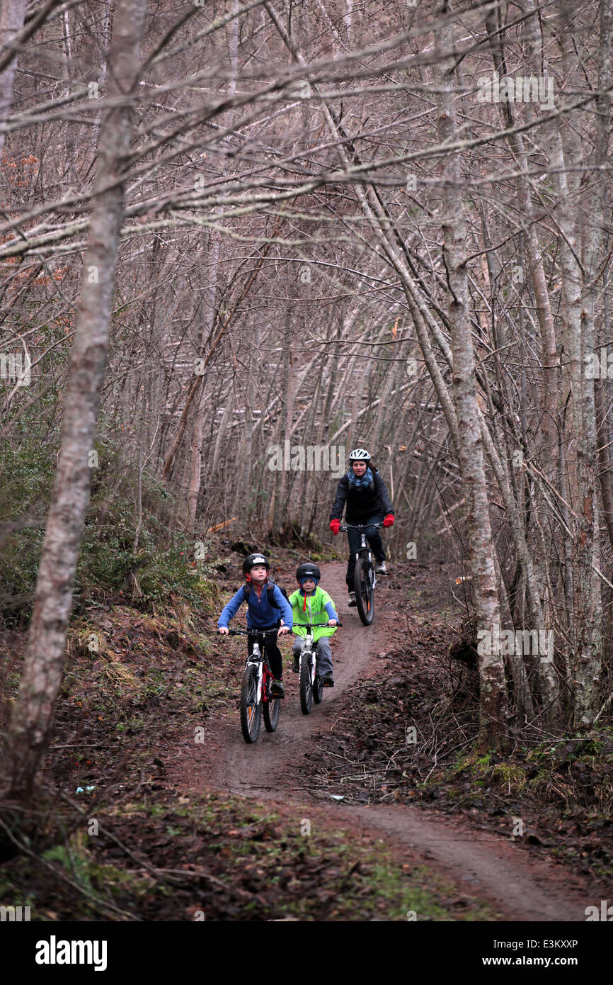 three cyclists riding mountain bikes through pine forest near Hamner ...