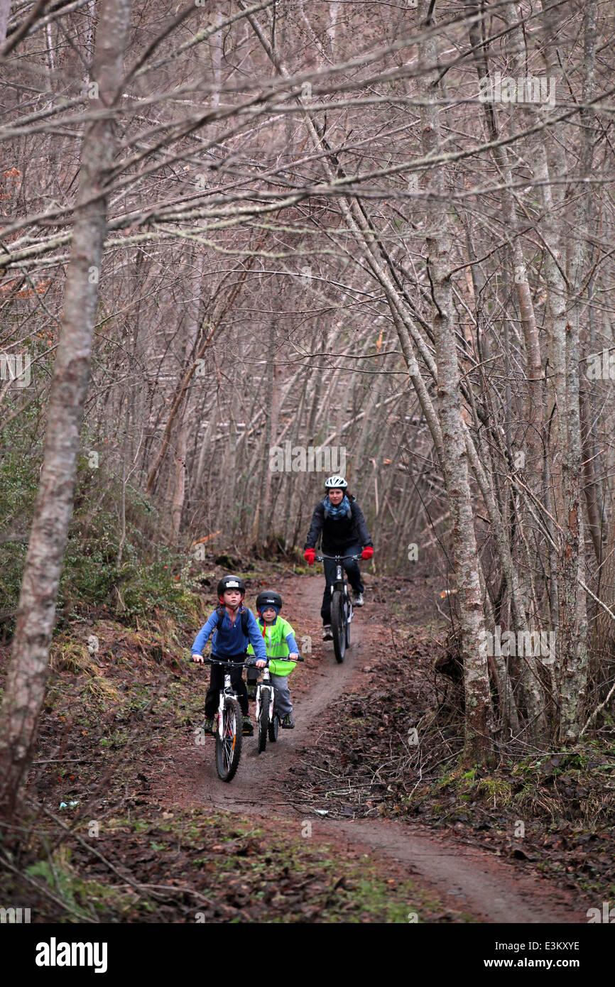 three cyclists riding mountain bikes through pine forest near Hamner ...