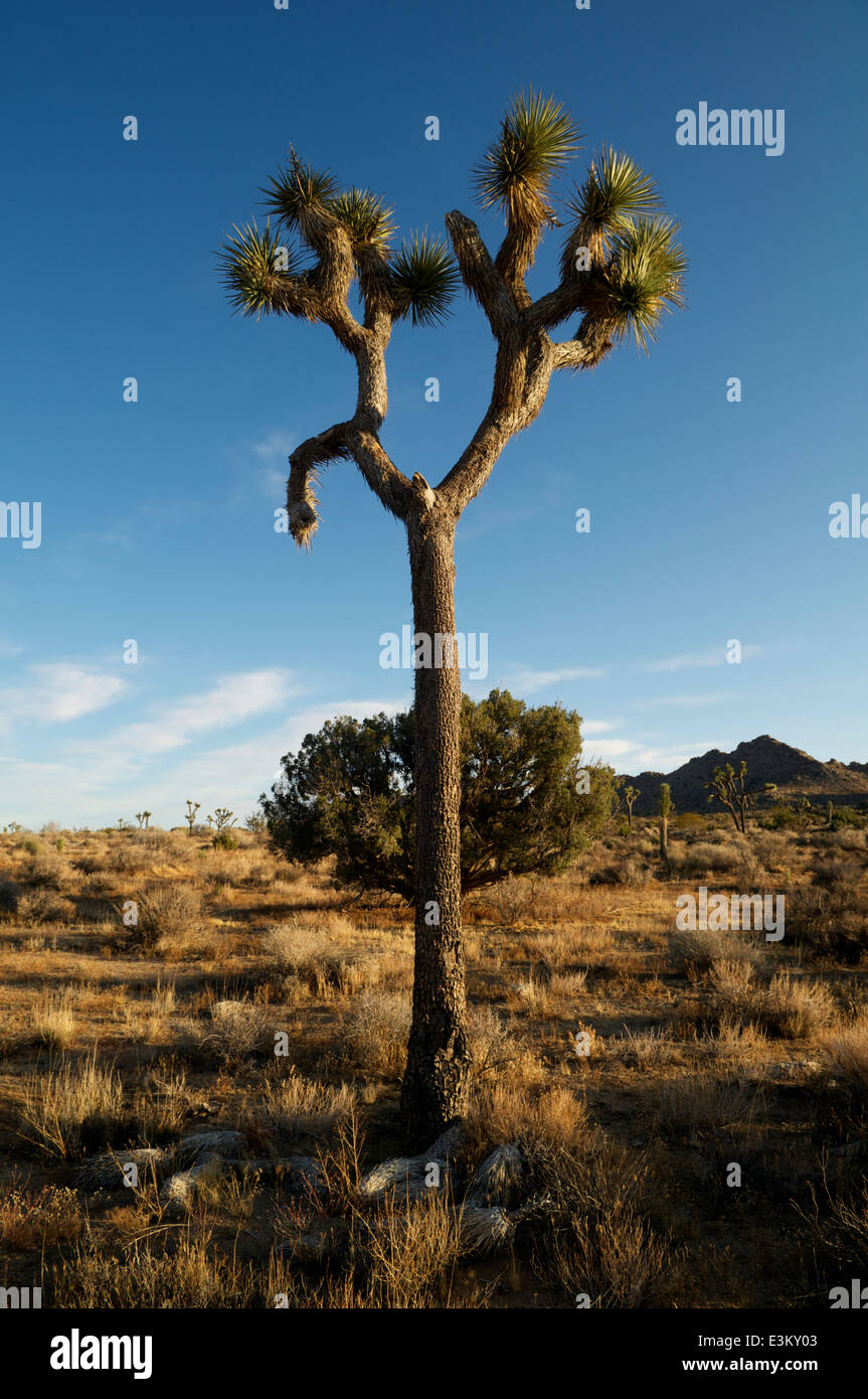 Joshua tree on the valley floor in California's Joshua Tree National ...