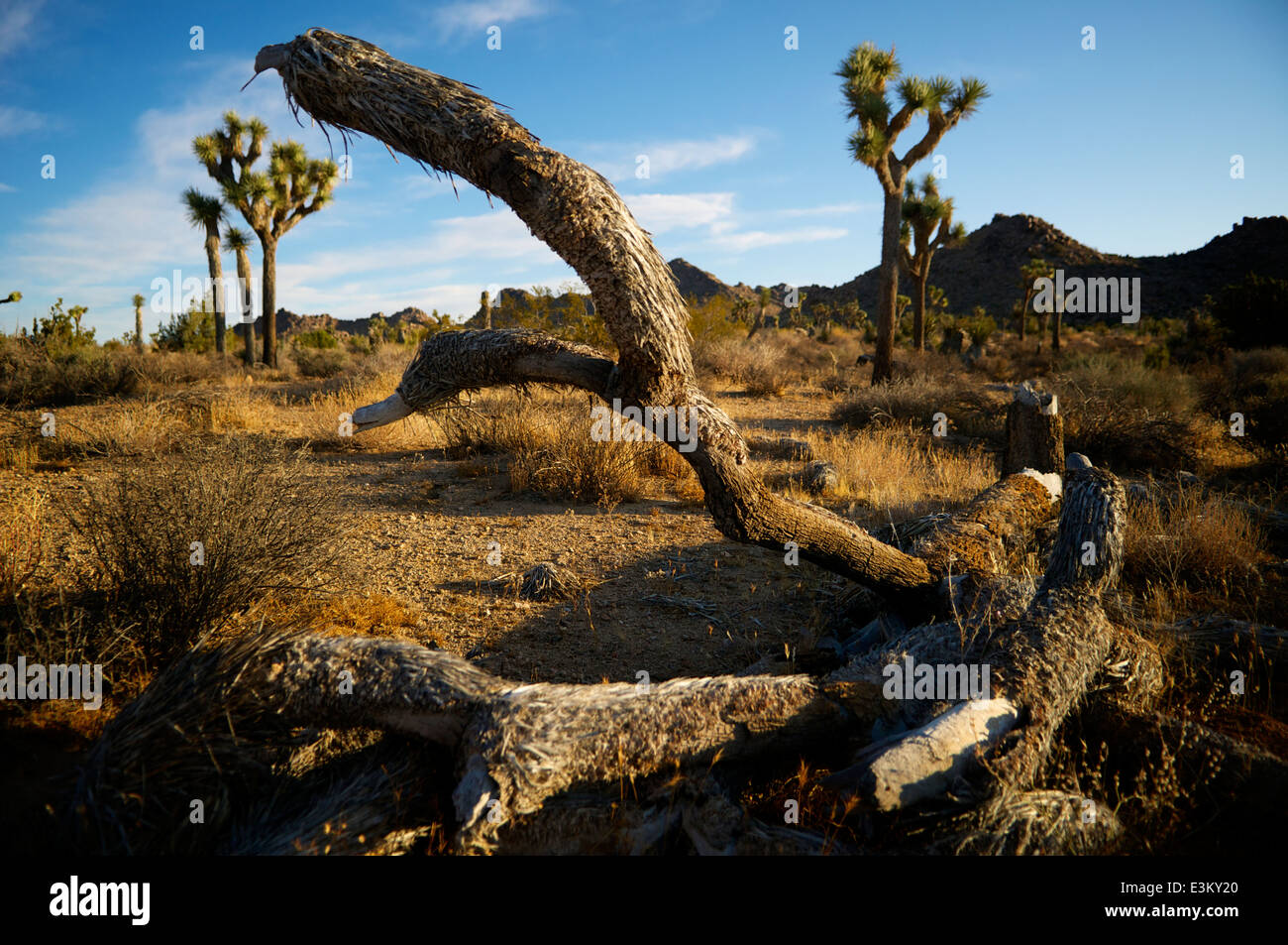 Dead joshua tree hi-res stock photography and images - Alamy