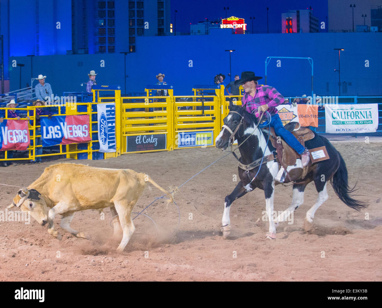 Cowboy Participating in a Calf roping Competition at the Helldorado ...