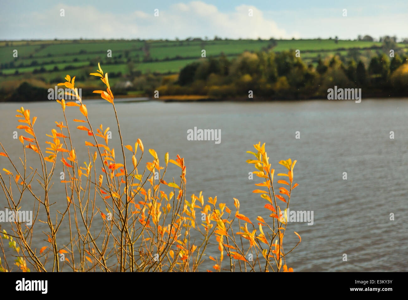 Beautiful irish landscape green meadows at the river Co.Cork, Ireland ...