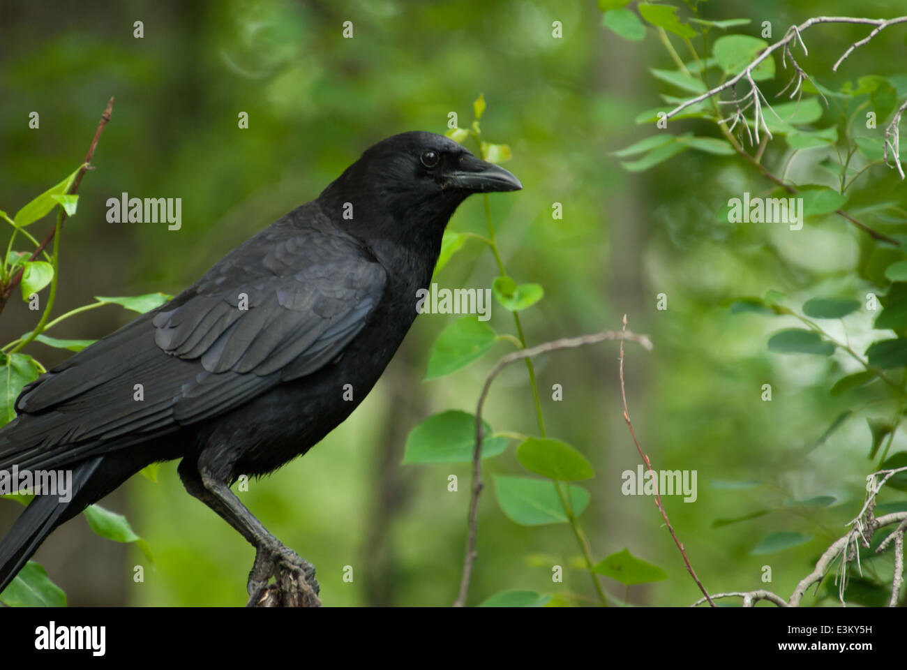 American Crow, Corvus brachyrhynchos, in woods near Grandin Pond, St ...