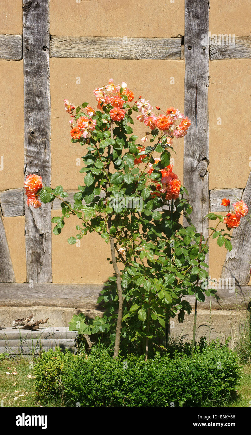 Rosebush bed garden hi-res stock photography and images - Alamy