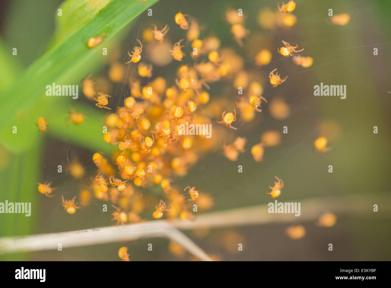 Baby spiders hi-res stock photography and images - Alamy