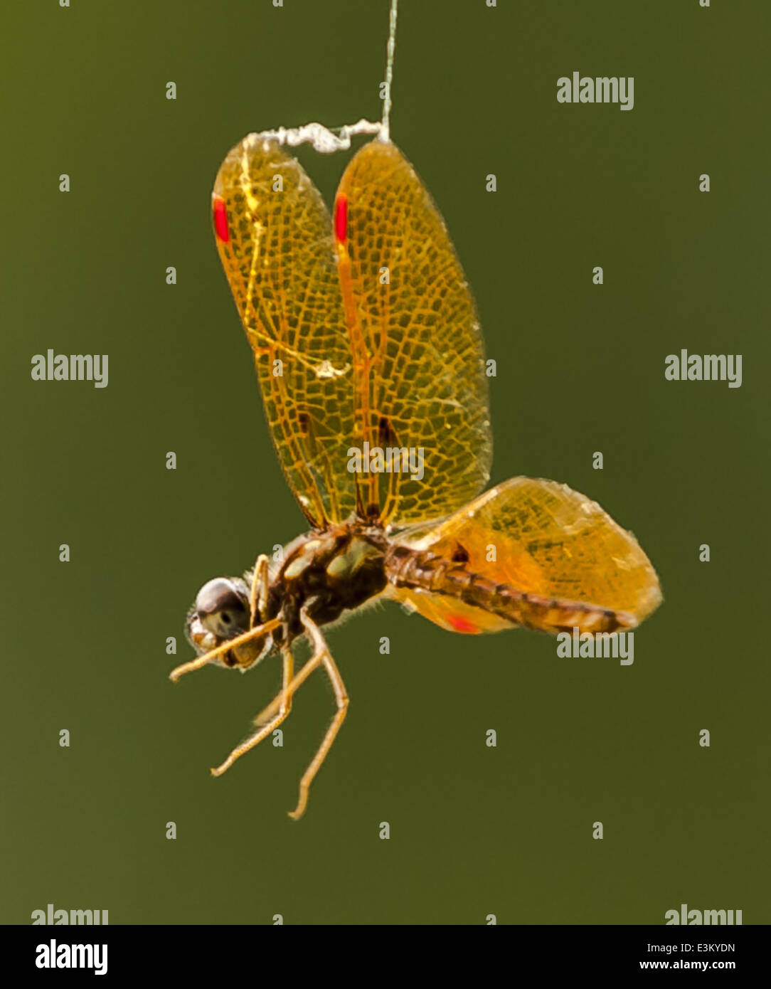 Vernon, Alabama, USA. 23rd June, 2014. A small dragonfly struggles to ...
