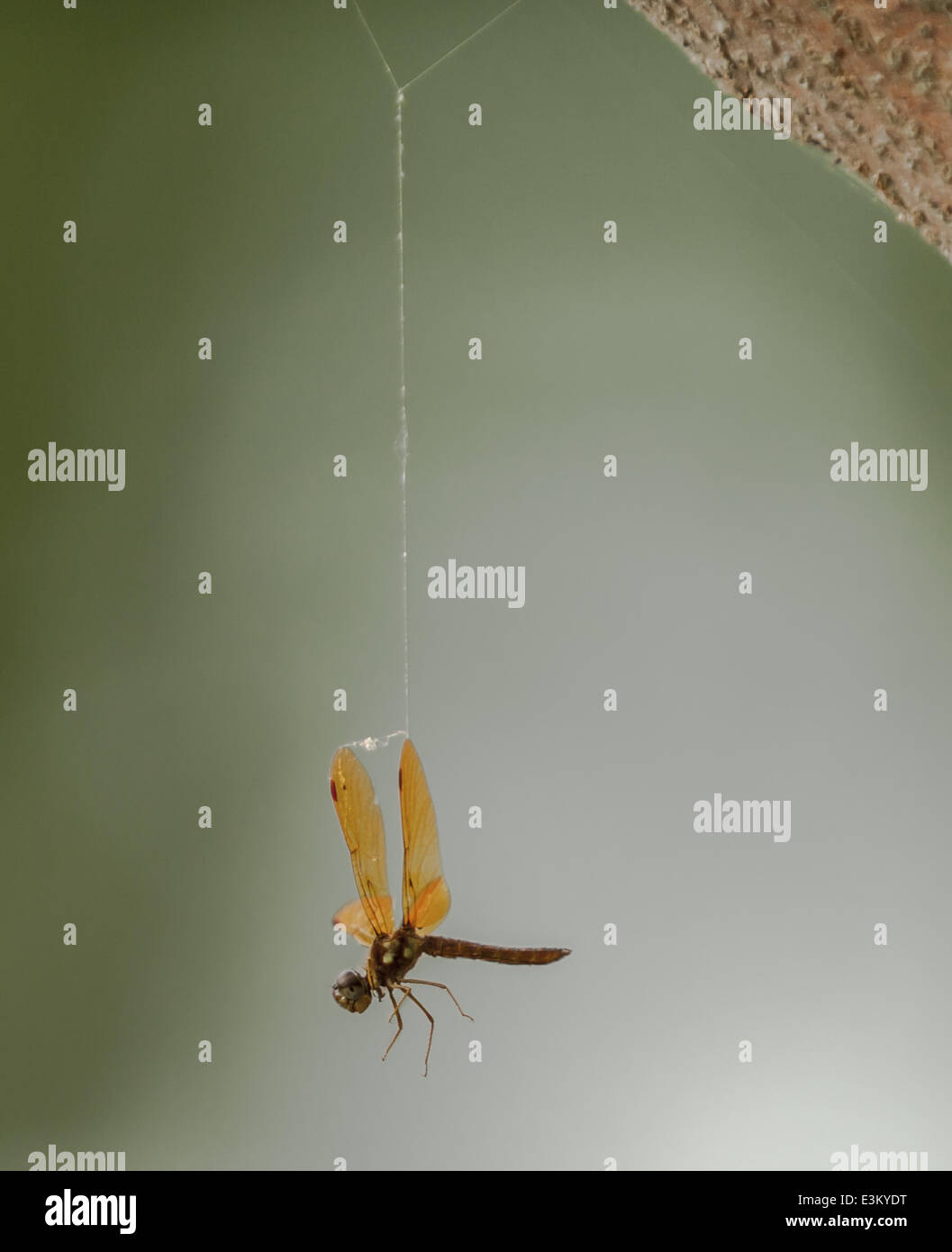 Vernon, Alabama, USA. 23rd June, 2014. A small dragonfly struggles to ...