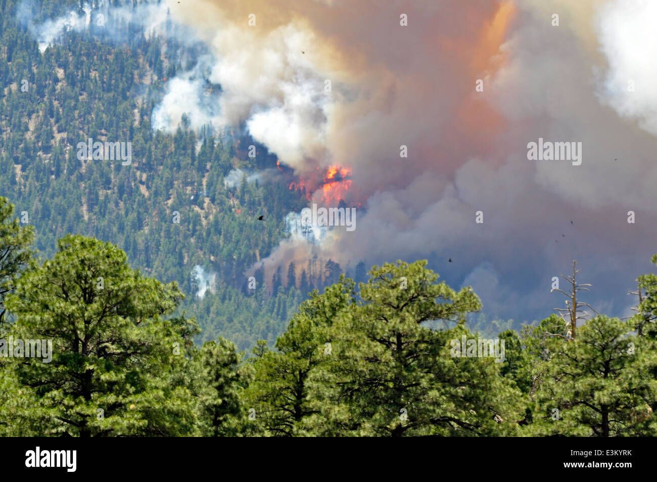 Schultz Fire, June 21, 2010 Stock Photo - Alamy