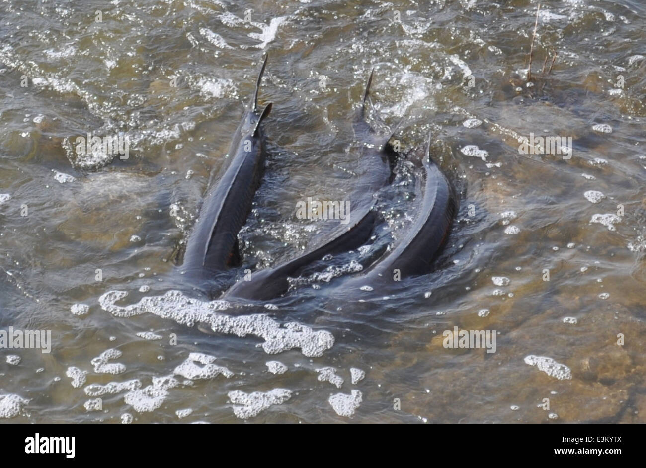 The Great Lakes Restoration Initiative (GLRI) focuses on restoring ...