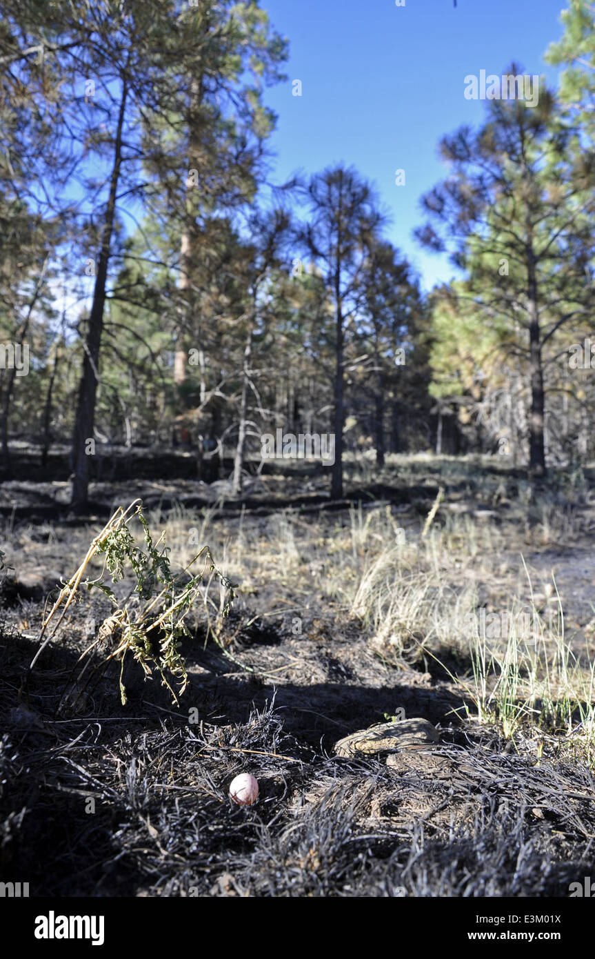 Schultzfire High Resolution Stock Photography and Images - Alamy