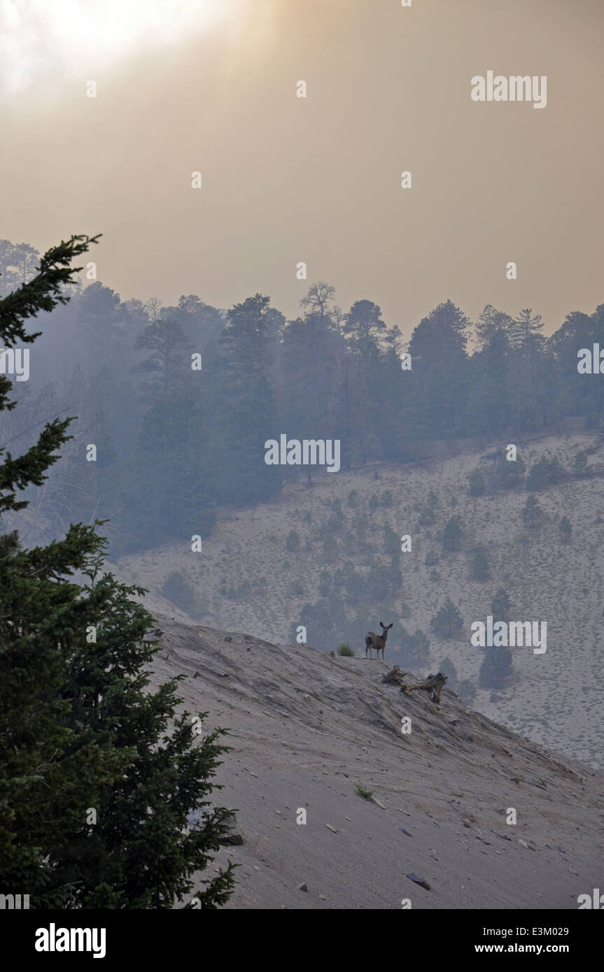 Schultzfire High Resolution Stock Photography and Images - Alamy