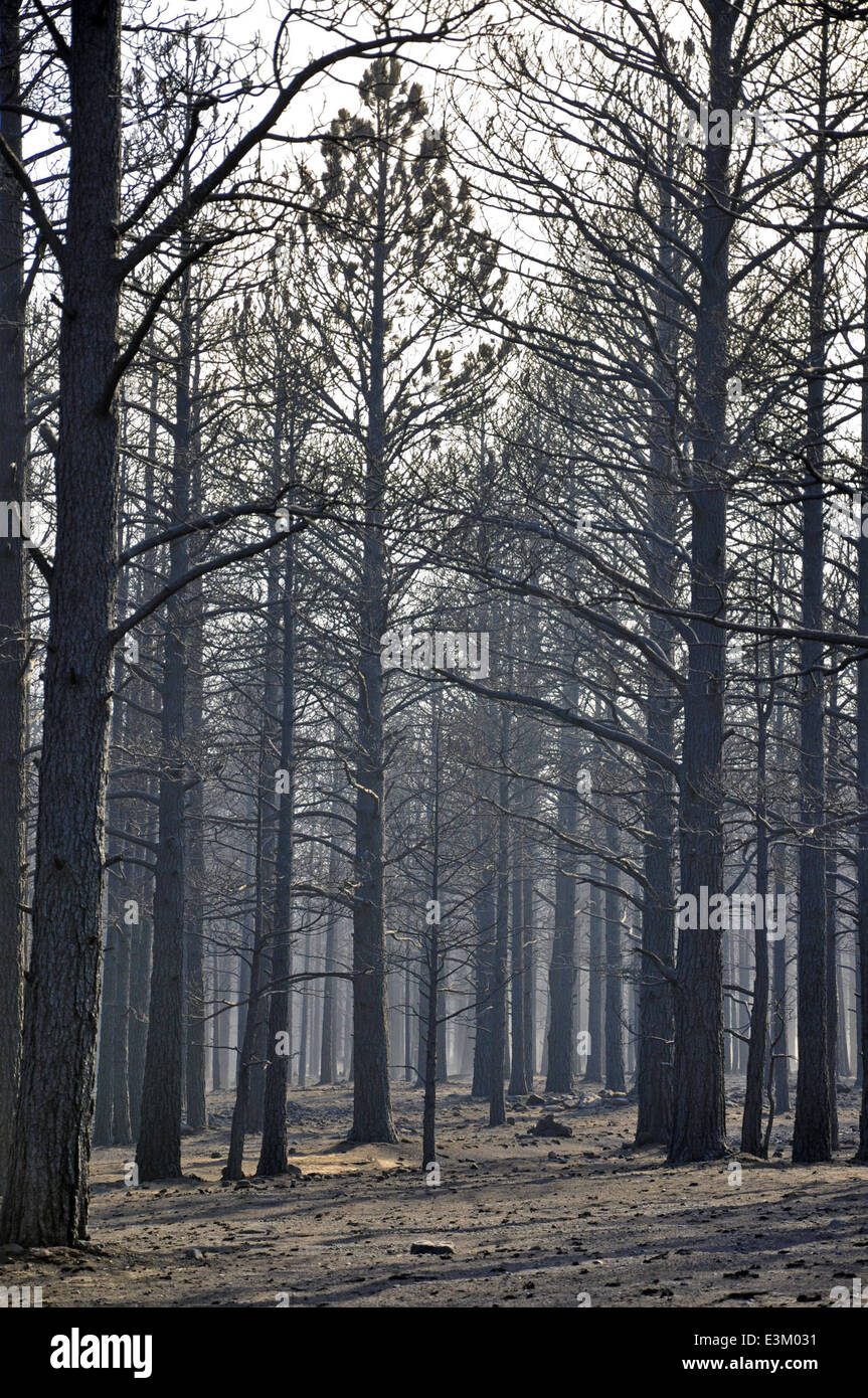 The aftermath of the Schultz Fire in the Coconino National Forest is ...