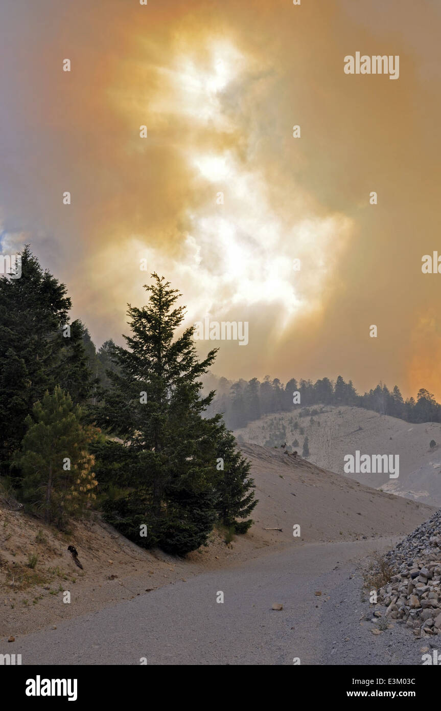 Deer escaping hi-res stock photography and images - Alamy