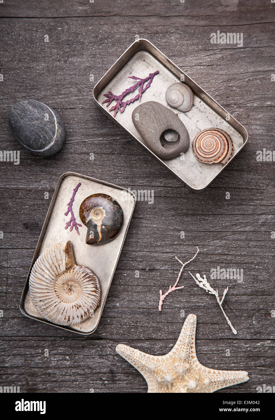 Seashell collection hi-res stock photography and images - Alamy