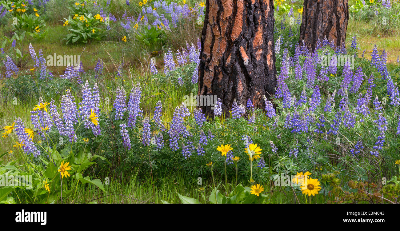 Ponderosa pine trees hi-res stock photography and images - Alamy