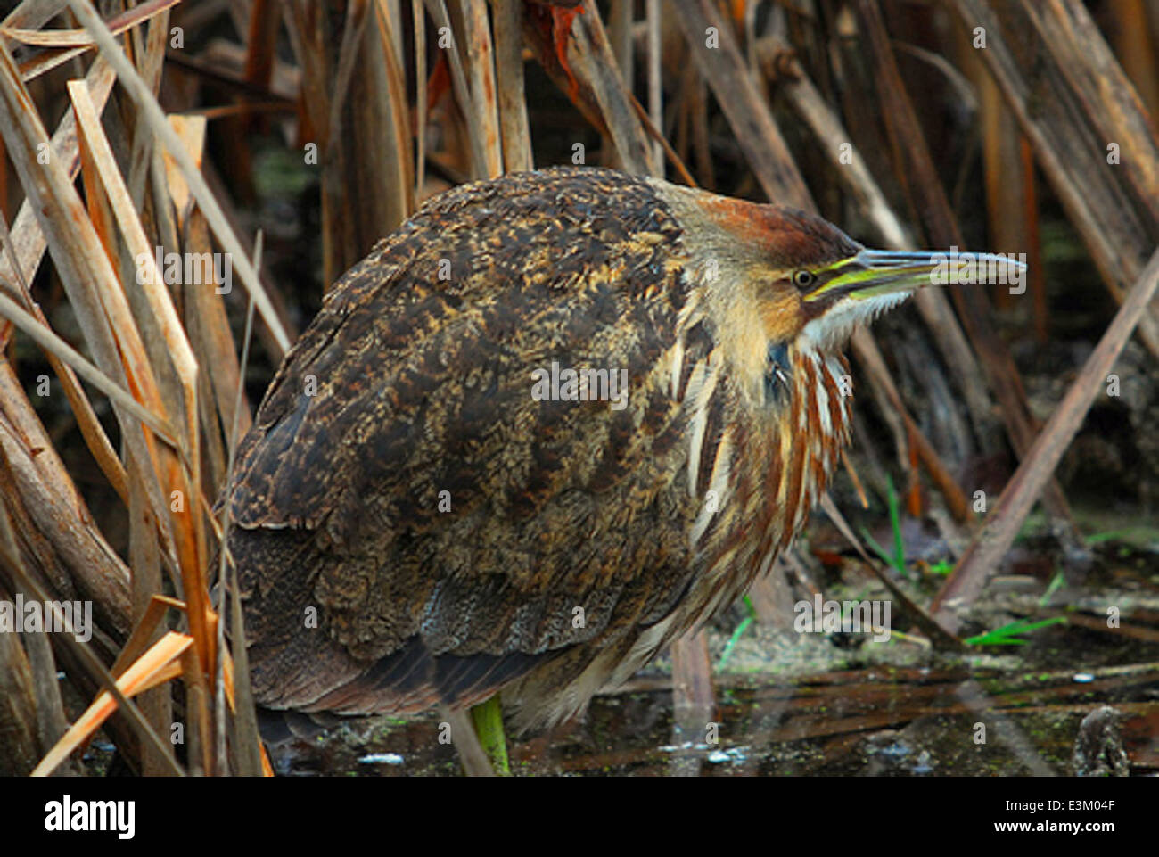 American bittern known camouflage hi-res stock photography and images ...