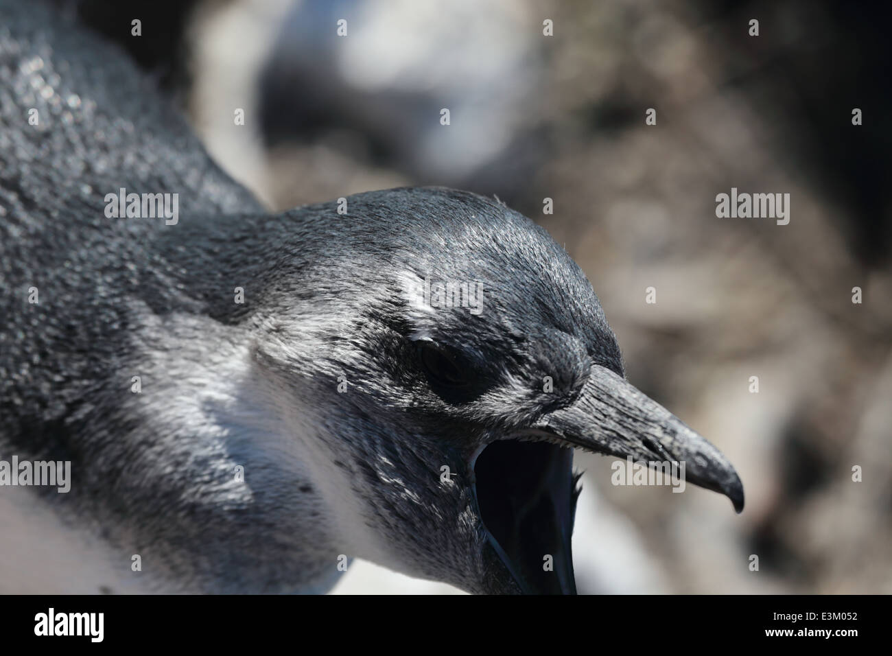 Baby penguin squawking in Stony Point penguin colony, Betty's Bay Stock ...
