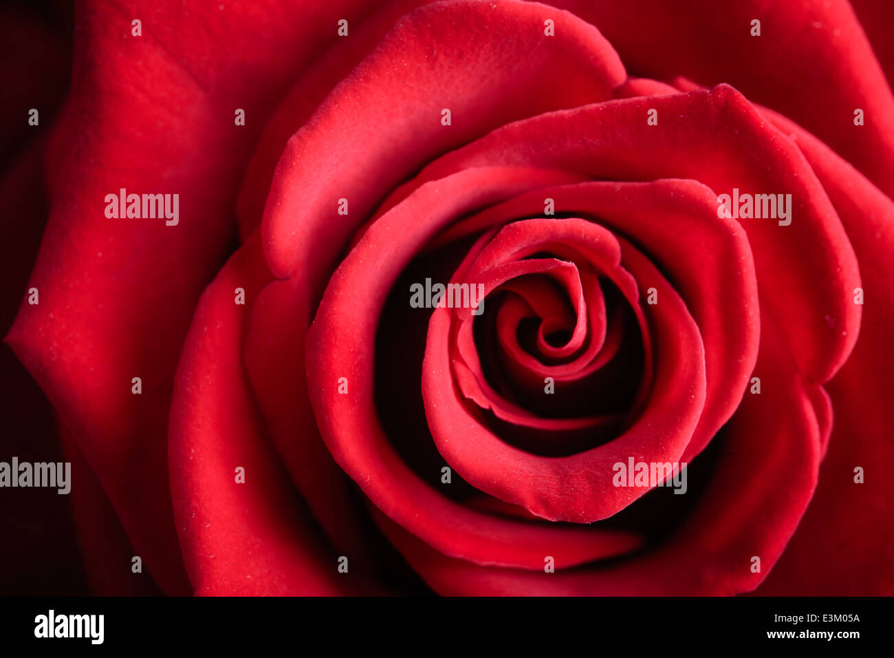 Closeup of blossoming red rose flower as background Stock Photo - Alamy