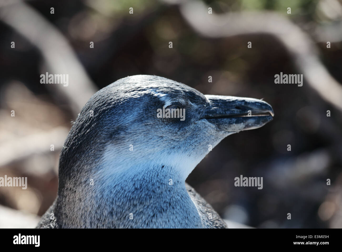 Baby enguin in Stony Point penguin colony, Betty's Bay Stock Photo - Alamy