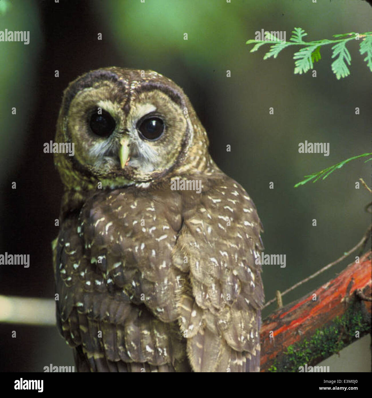 Northwest owl hi-res stock photography and images - Alamy