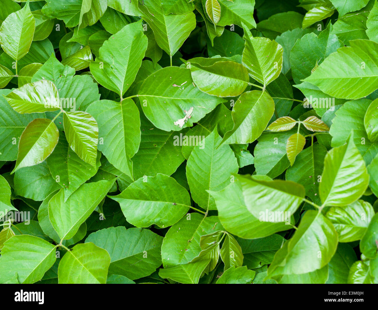 Poison Ivy in the Spring. A large cluster of the poisonous plants along ...