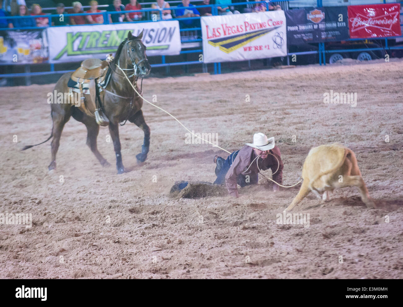 Cowboy Participating in a Calf roping Competition at the Helldorado ...