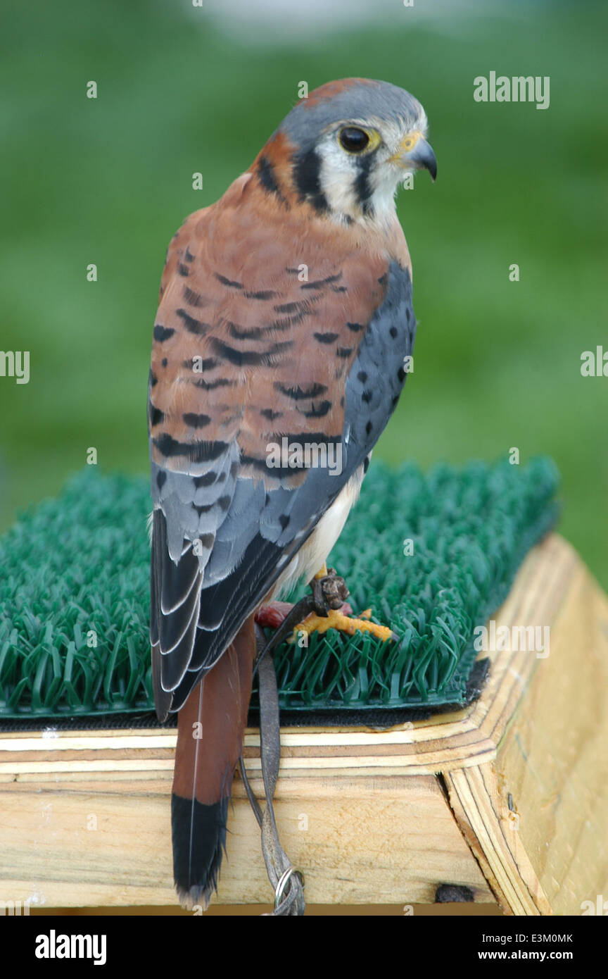 Live birds hi-res stock photography and images - Alamy