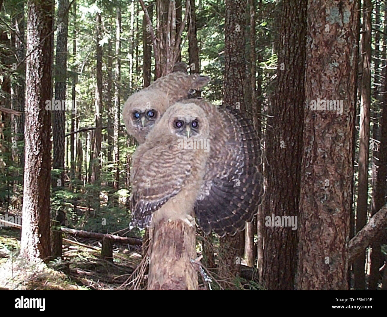 The Northern Spotted Owl, an endangered species, is known for its ...