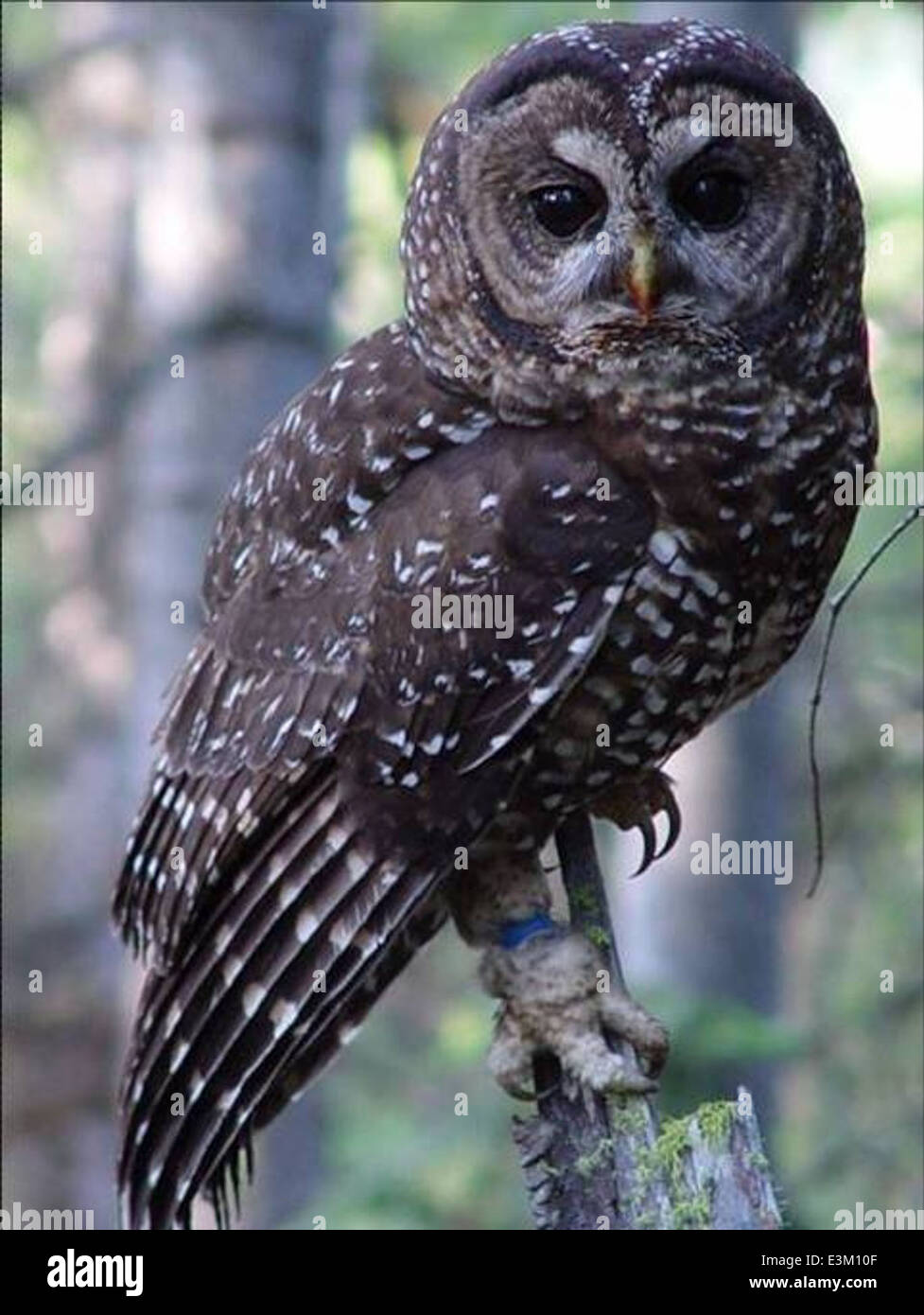 The Northern Spotted Owl, an endangered species, relies on mature ...