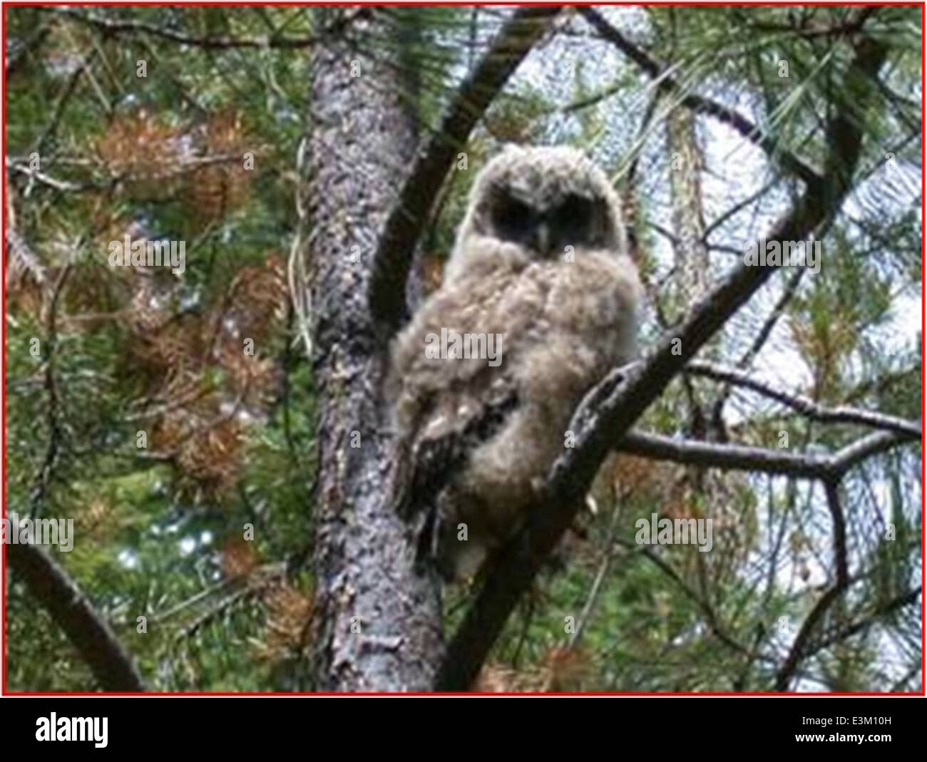 A juvenile Northern Spotted Owl is pictured in its natural habitat. As ...