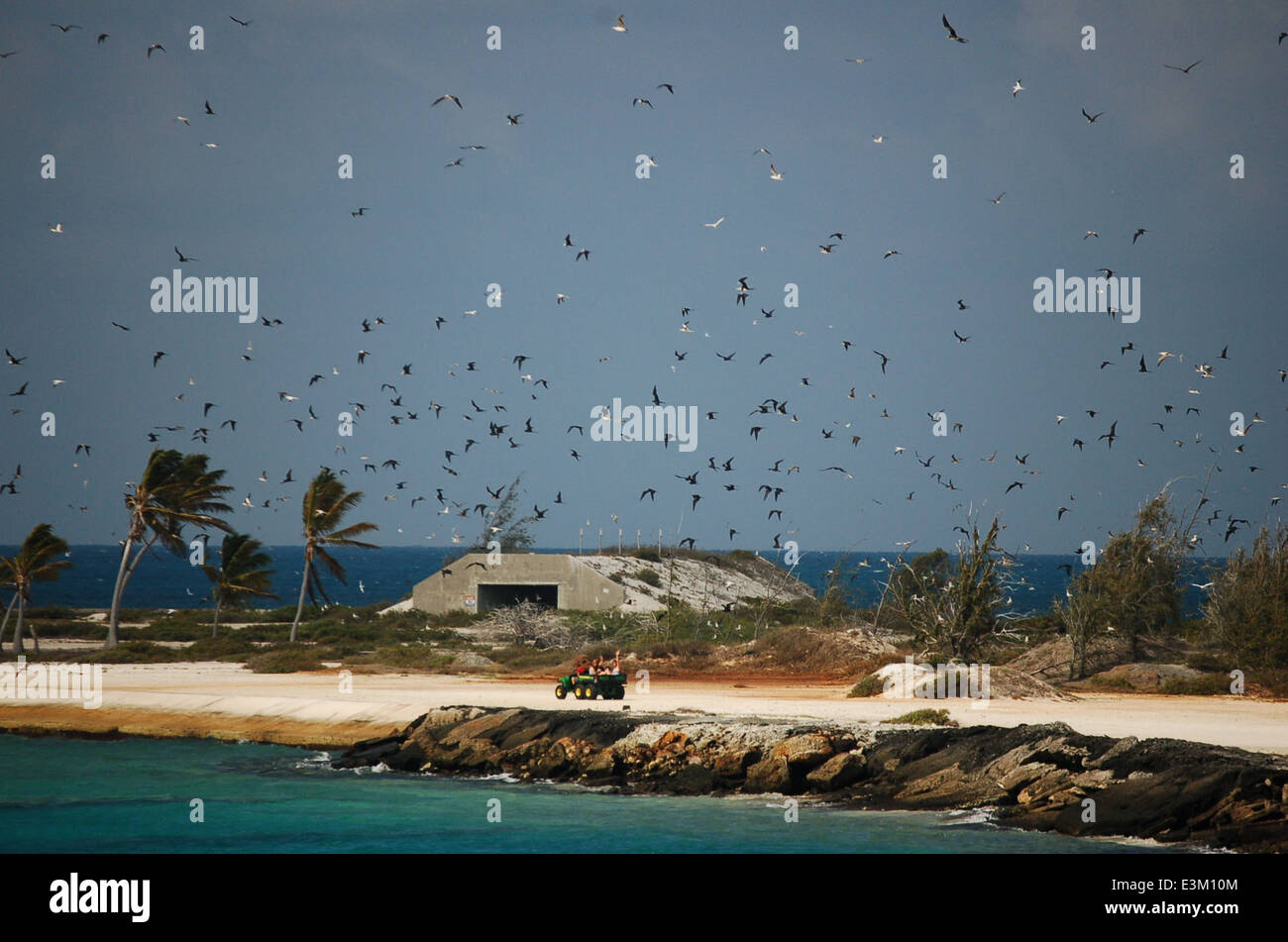 A flock of birds gathers at Johnston Atoll National Wildlife Refuge in ...