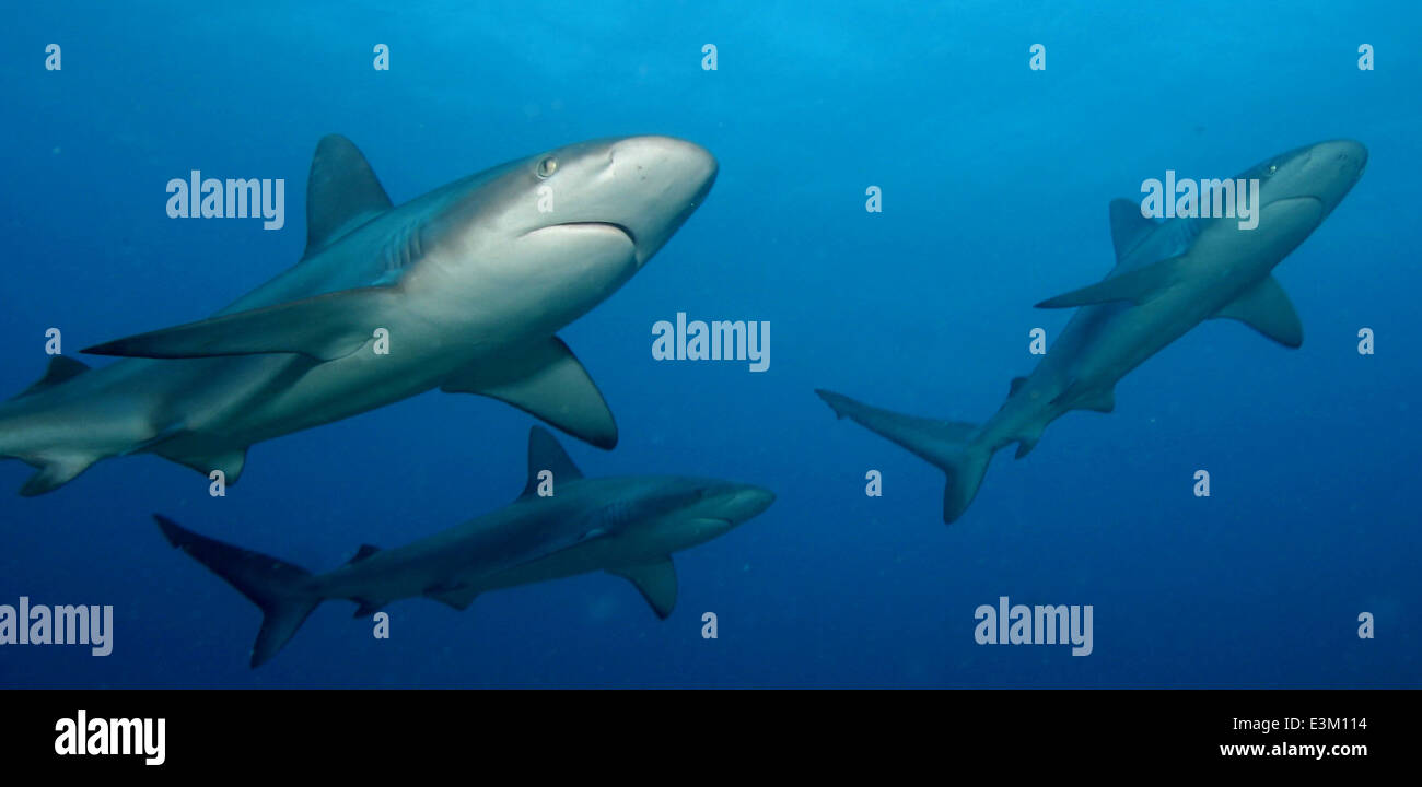 Sharks, as apex predators, play a crucial role in the ecosystems of the ...