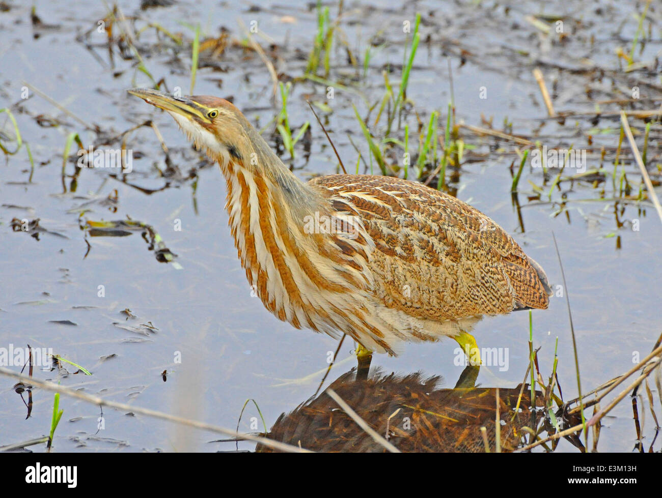 Forest bittern hi-res stock photography and images - Alamy
